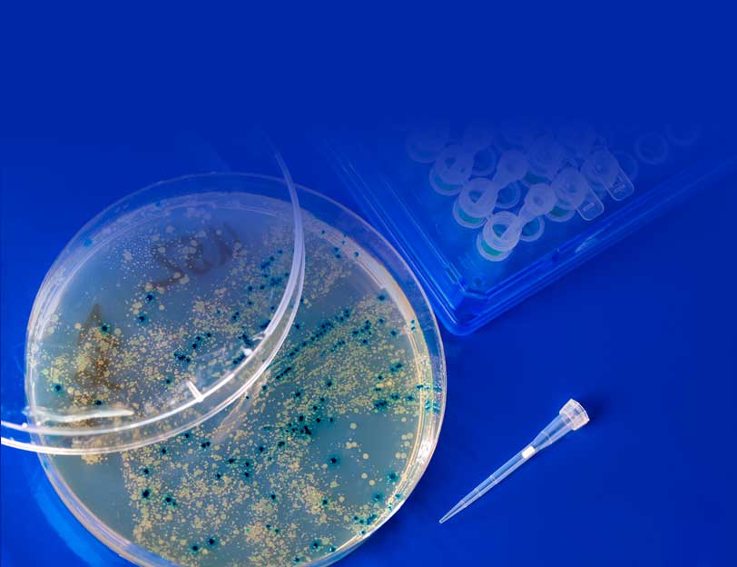 Molecular Biology Enzymes and Reagents